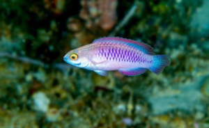 Scientists Name The Newly Discovered Fish Species After Marvel's ...