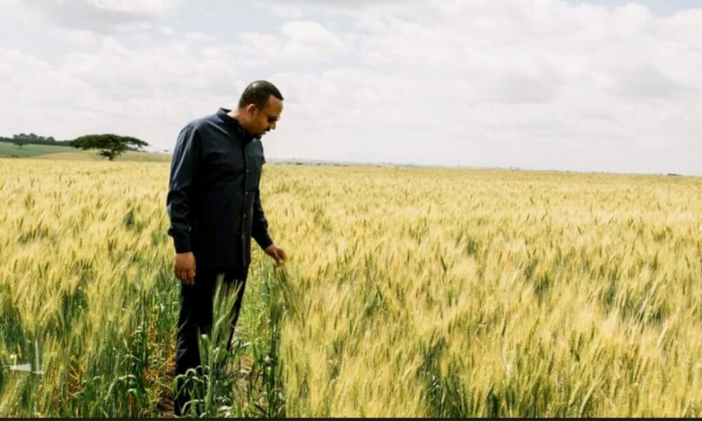 Ethiopia Emerges As The Largest Wheat Producer In Africa - Kenya Insights