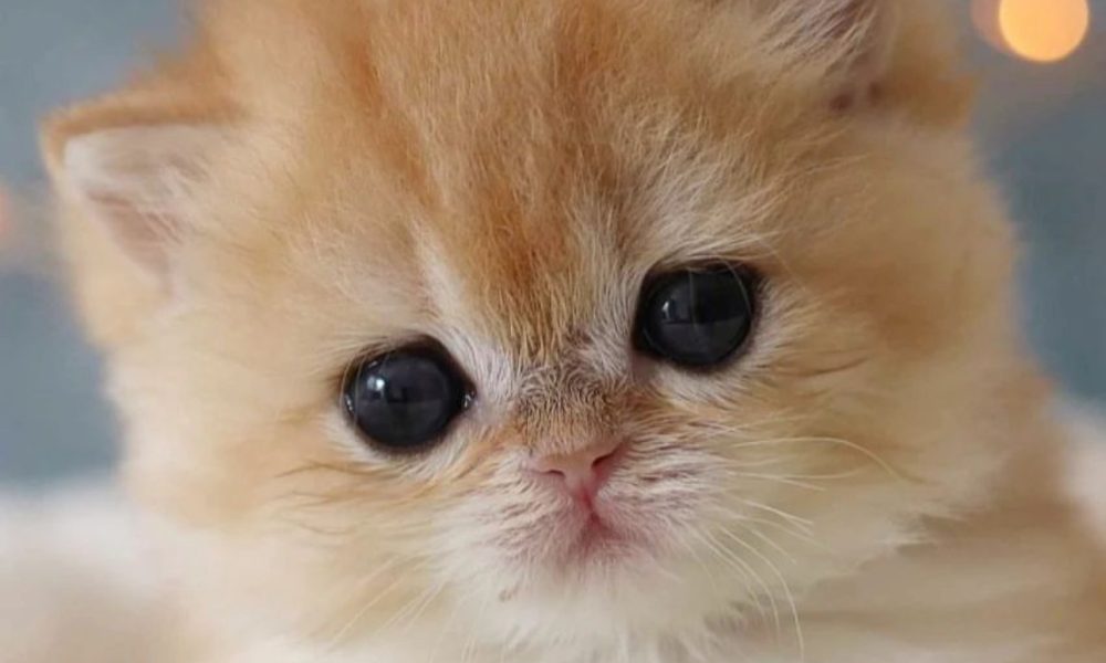 Nairobi Cat Owners To Pay Sh200 License Fee - Kenya Insights
