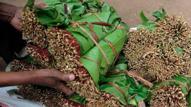 Good News For Miraa Farmers As Govt Announces Higher Prices - Kenya ...