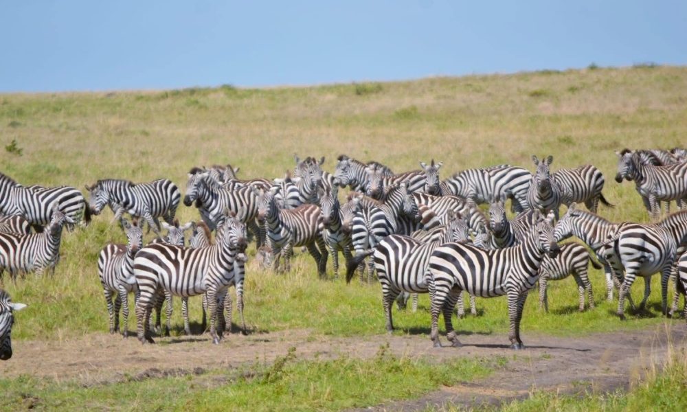 KDF Announces 2025 Nationwide Recruitment Drive: Requirements and How to Apply - Kenya Insights